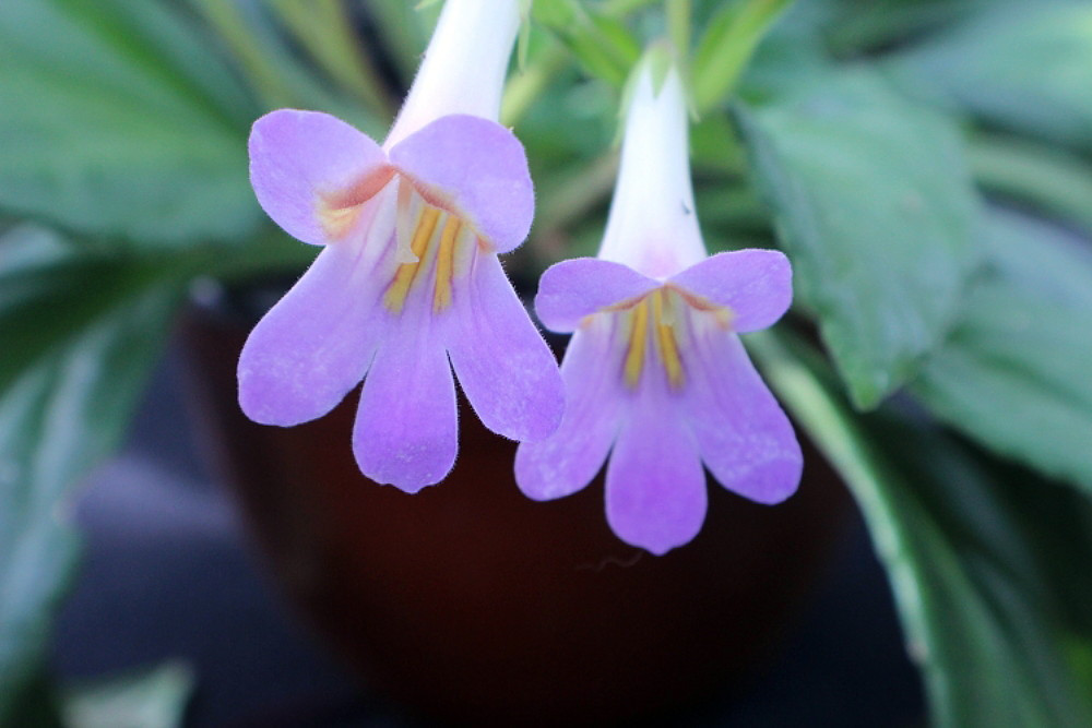 Piccolo Asian Violet - Primulina - 2.5" Pot - Everblooming House Plant ...
