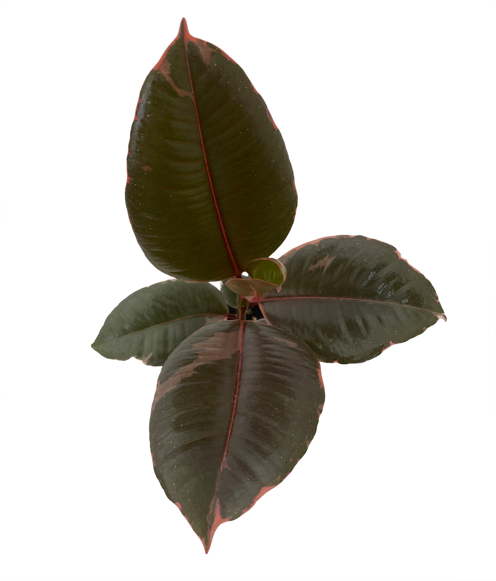 Hirt's Strawberry & Cream Ruby Rubber Tree Plant - Ficus - 4" Pot ...