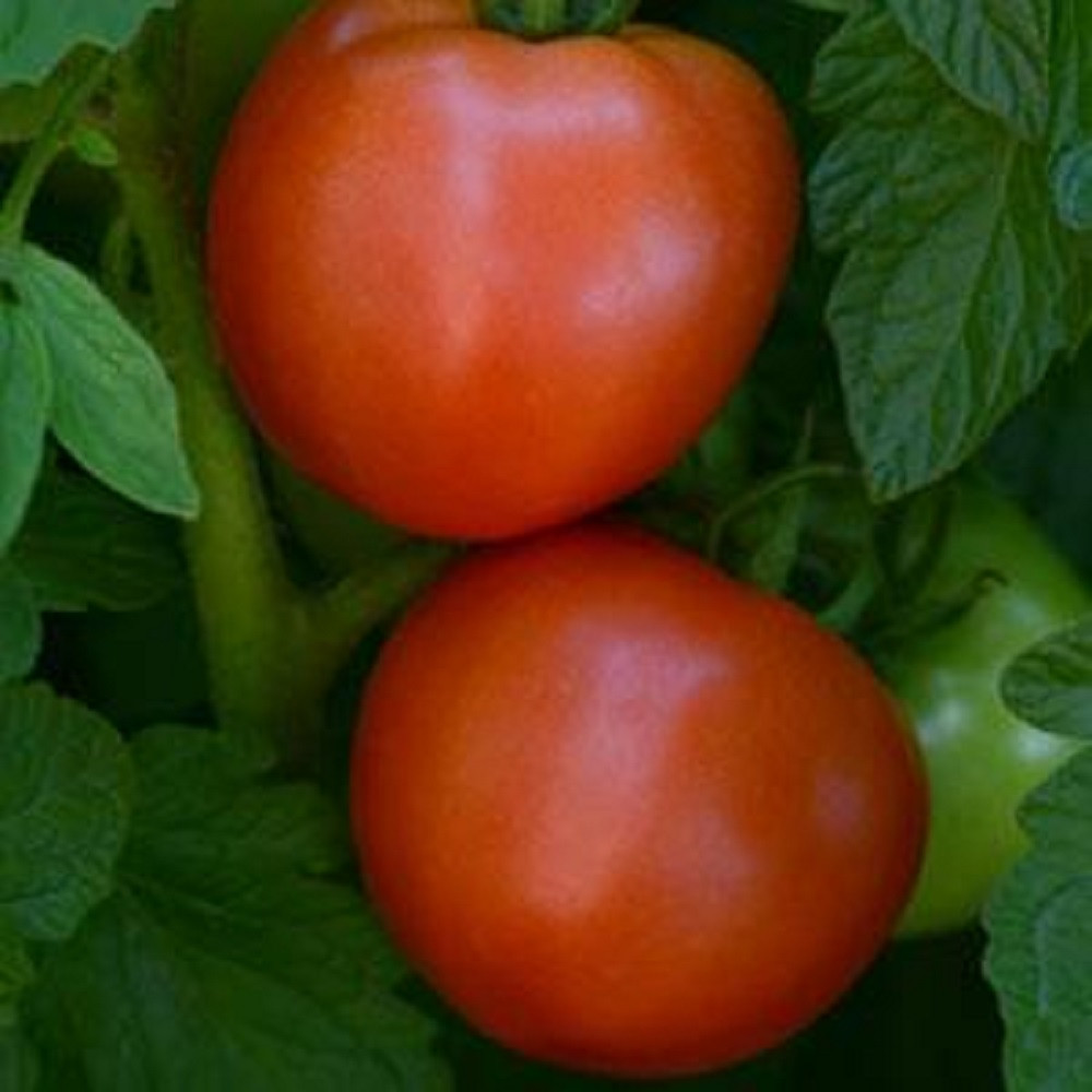 Red Plum Tomato 30 Seeds - Heirloom - Hirt's Gardens