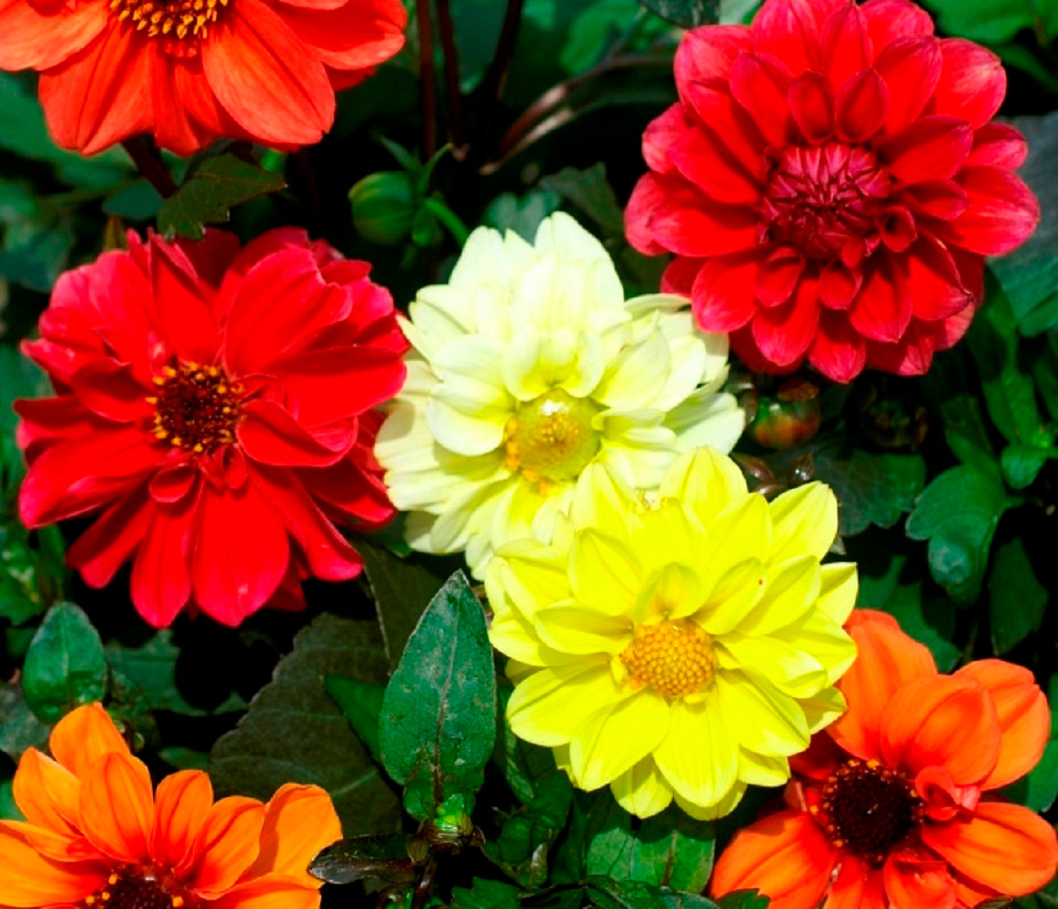 Wizard Series Rose Coleus - 10 seeds - Hirt's Gardens