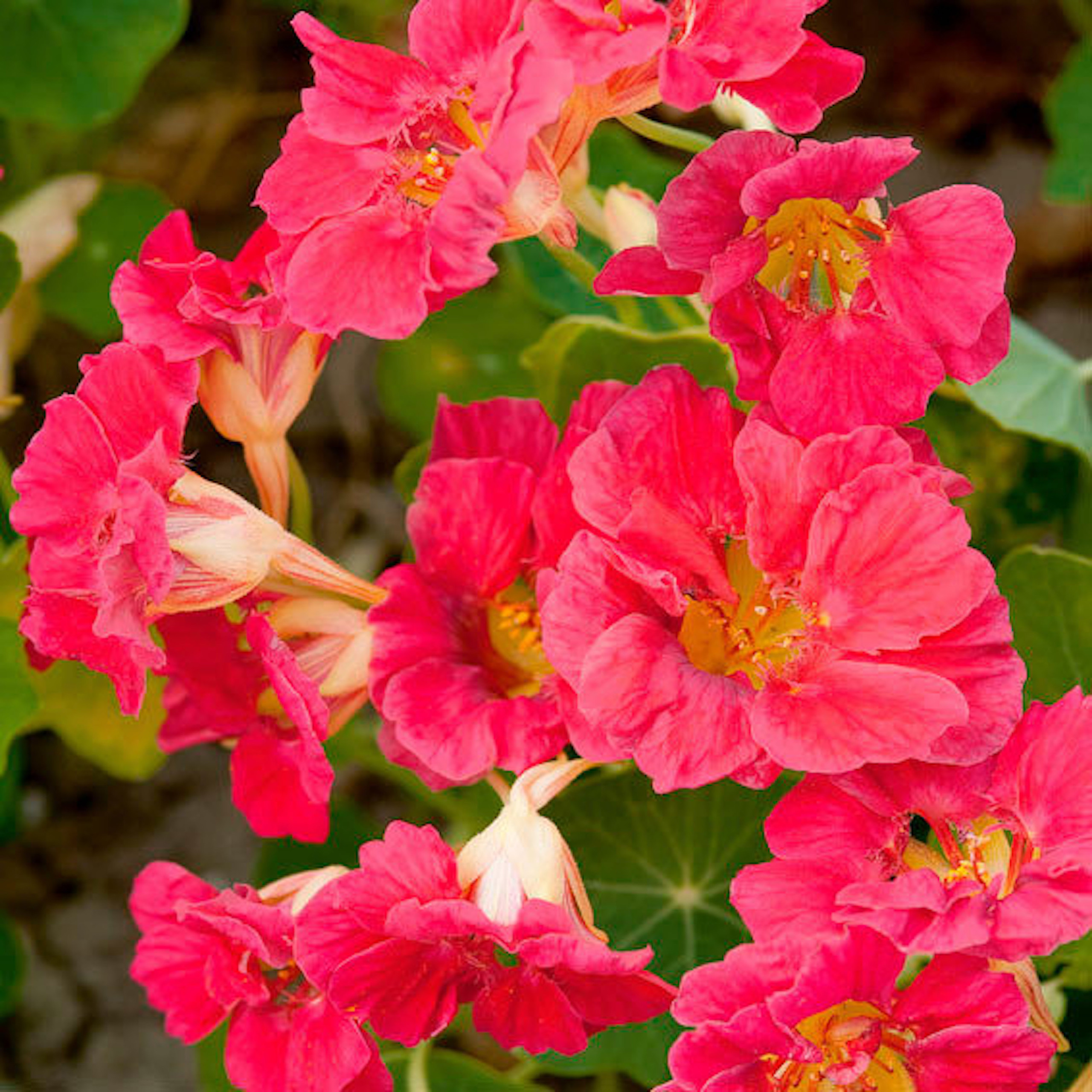 Wizard Series Rose Coleus - 10 seeds - Hirt's Gardens