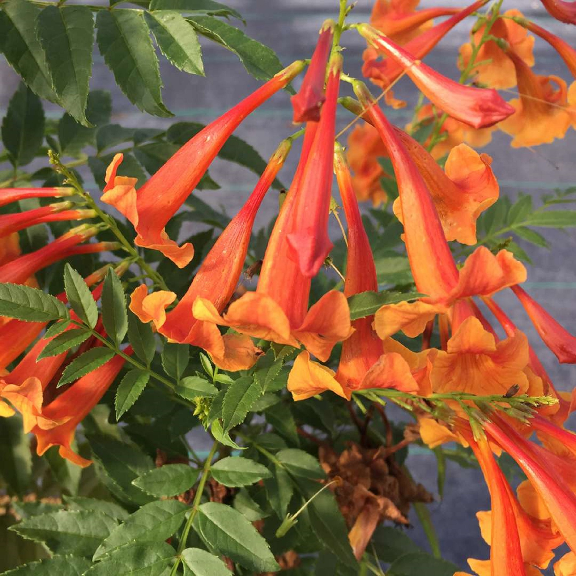 CHICKLET® Orange Trumpet Bush - Tecoma fulva - Proven Winners - 4" Pot ...