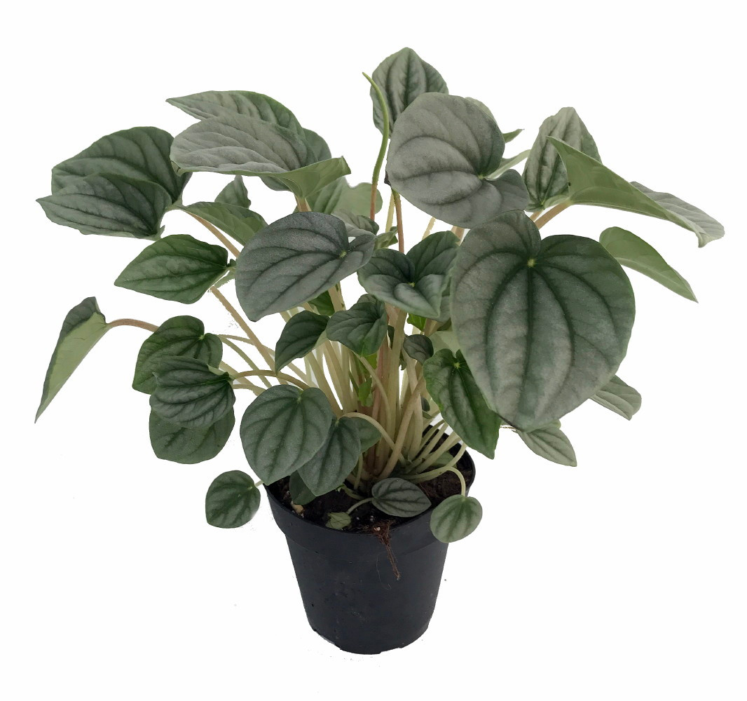 Little Toscani Peperomia Plant - 4" Pot - Collector's Series - Hirt's ...