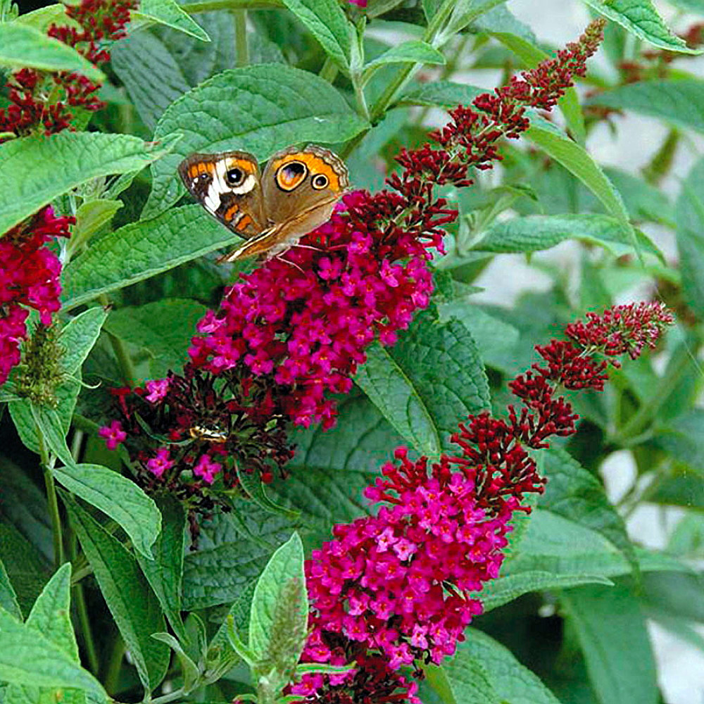 Buddleia x Miss Molly Butterfly Bush - Sangria Red -Proven Winners- 4 ...