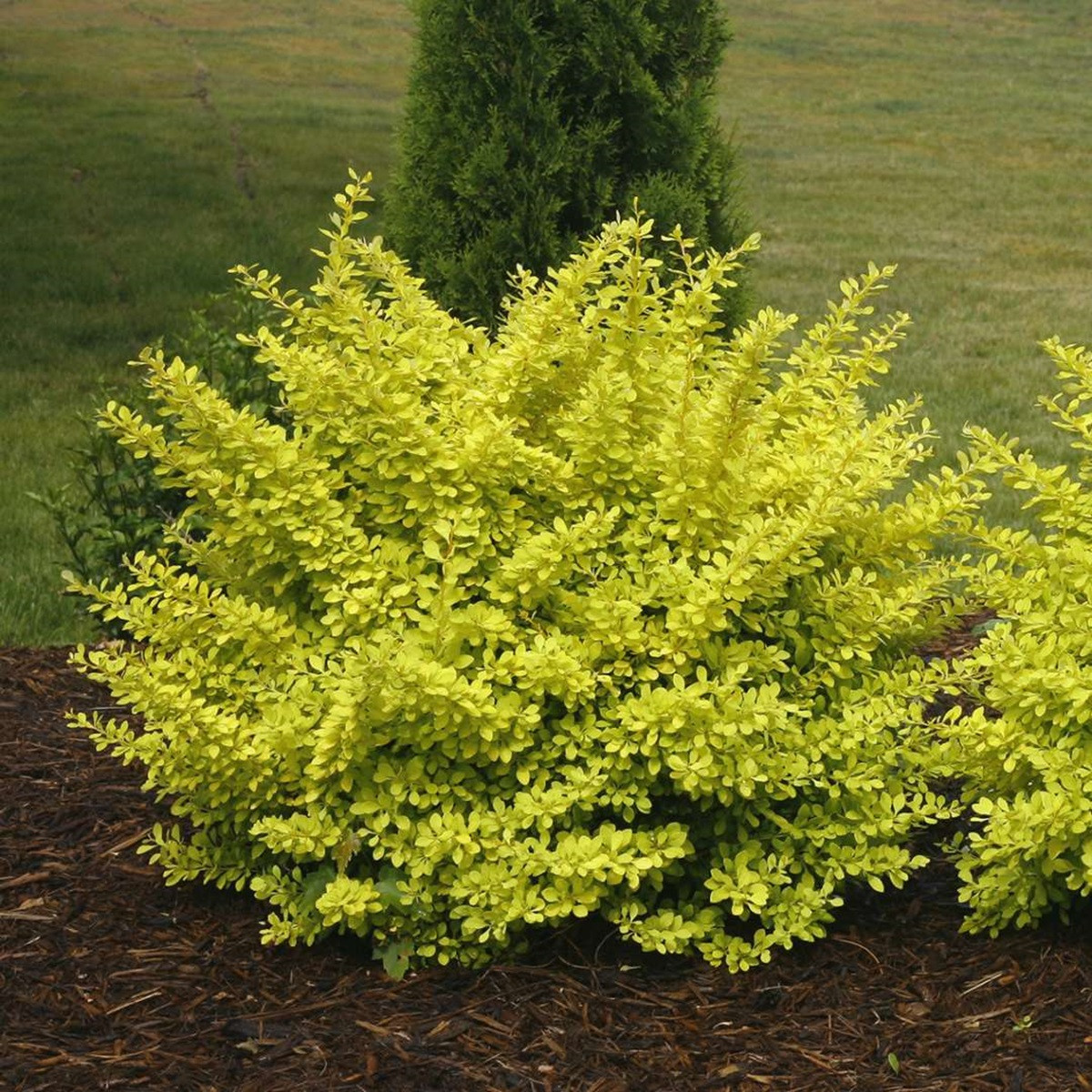 Sunjoy Mini Maroon® Barberry - 4" pot - Berberis - Hirt's Gardens