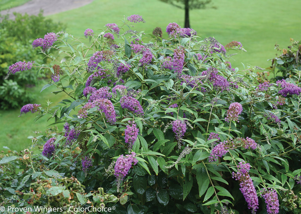 Miss Violet Butterfly Bush - 4" pot - Buddleia - Proven Winners - Hirt ...