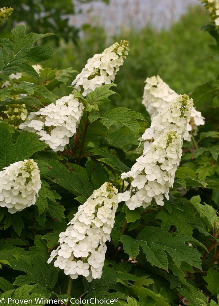 Gatsby Pink® Hydrangea - 4" pot - Proven Winners - Hirt's Gardens