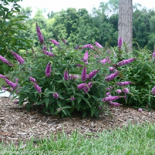 Miss Violet Butterfly Bush - 4" pot - Buddleia - Proven Winners - Hirt ...