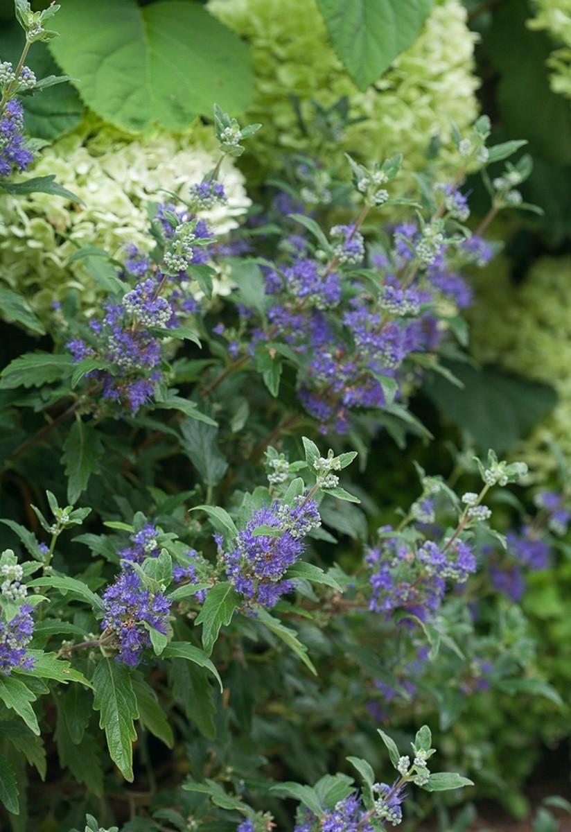 Beyond Midnight® Bluebeard - 4" pot - Caryopteris - Proven Winners ...