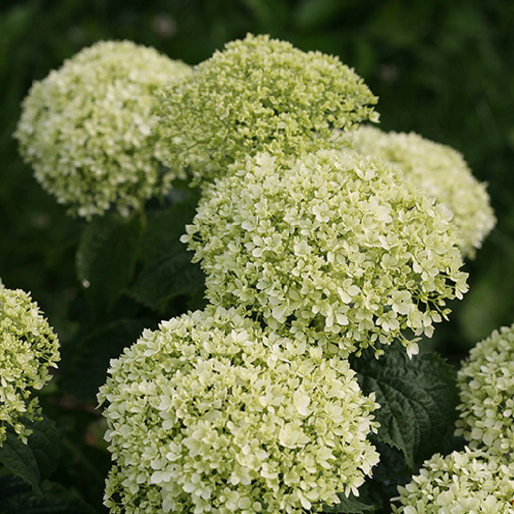 Incrediball® Hydrangea Perennial - Huge Flowers - 4" Pot - Proven ...