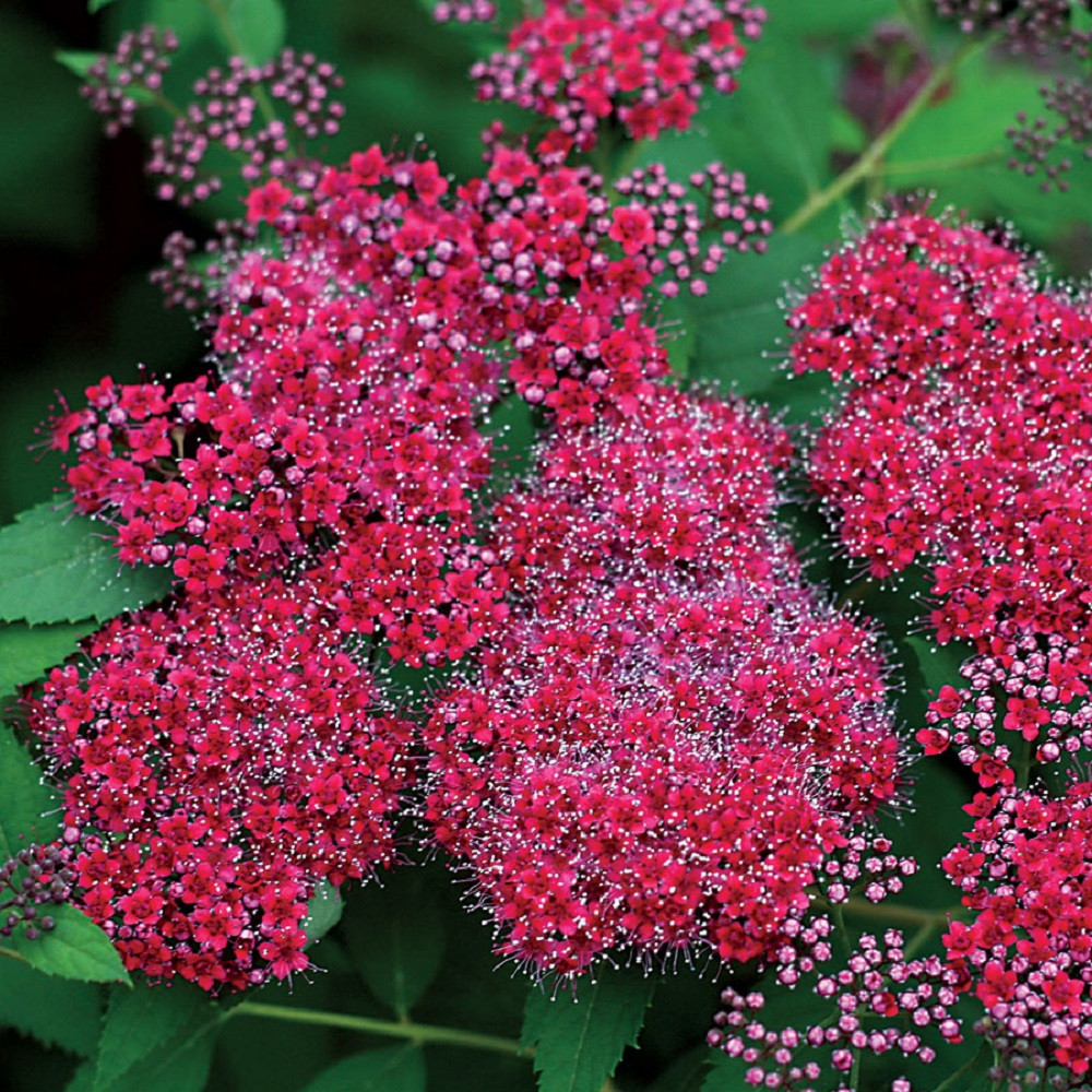 Double Play® Red Spiraea - 4" pot - Proven Winners - Hirt's Gardens