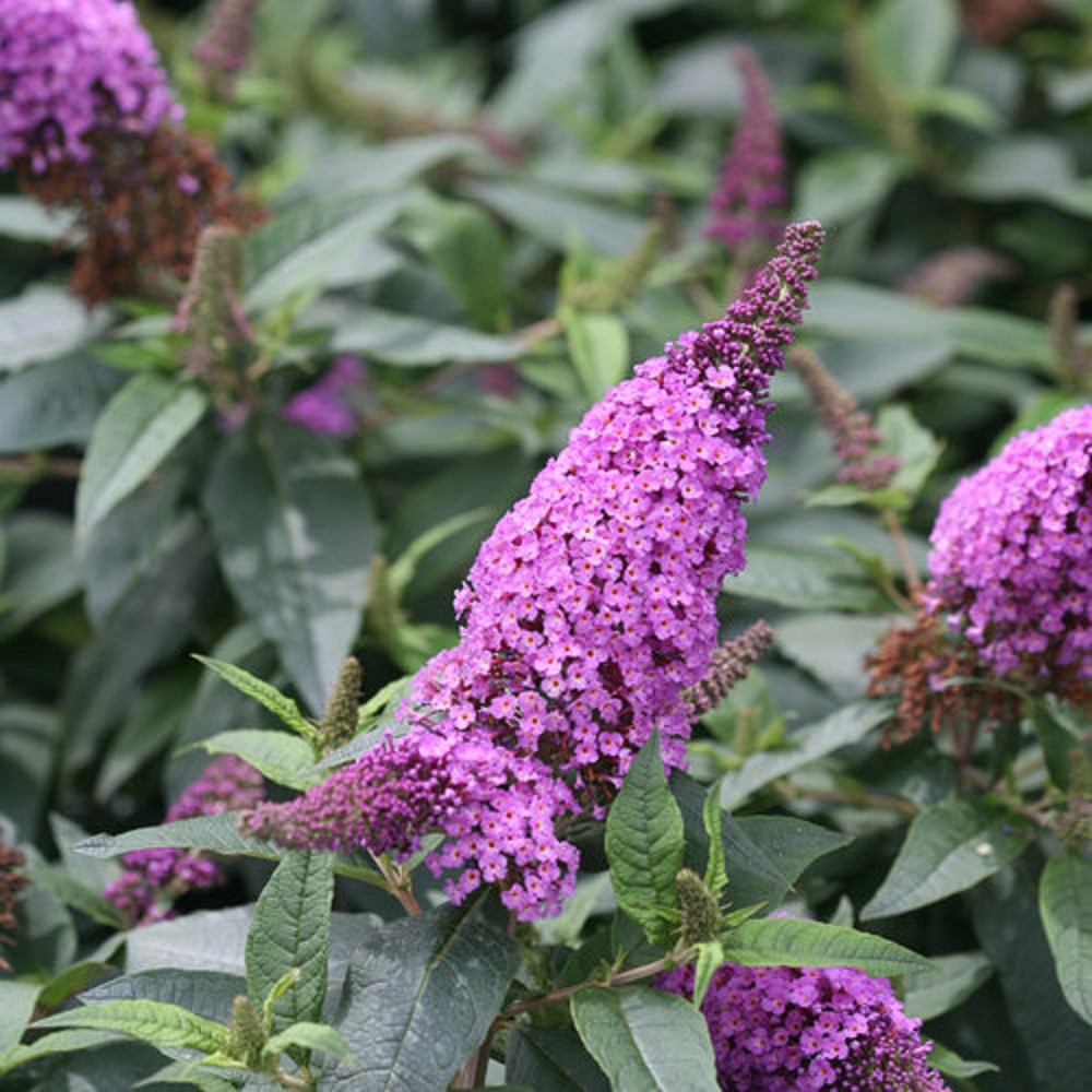 Miss Ruby Butterfly Bush - Buddleia - Proven Winners - 4" Pot - Hirt's ...