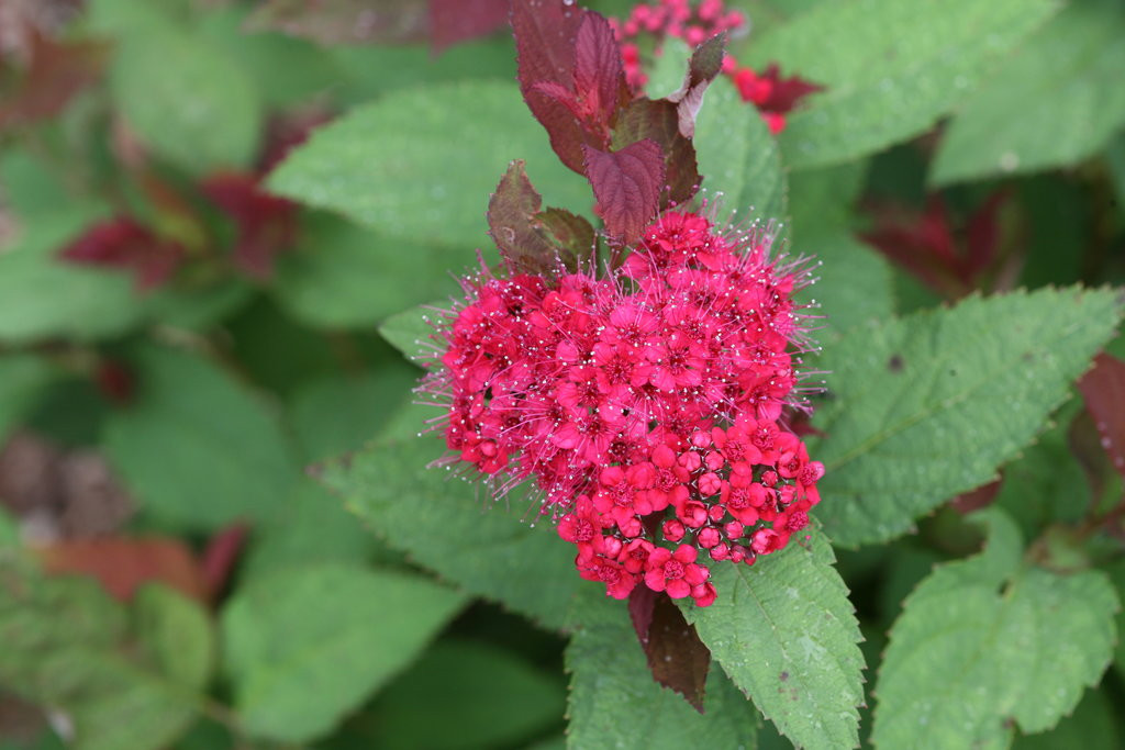 DOUBLE PLAY DOOZIE® Spirea - 4" pot - Proven Winners - Hirt's Gardens