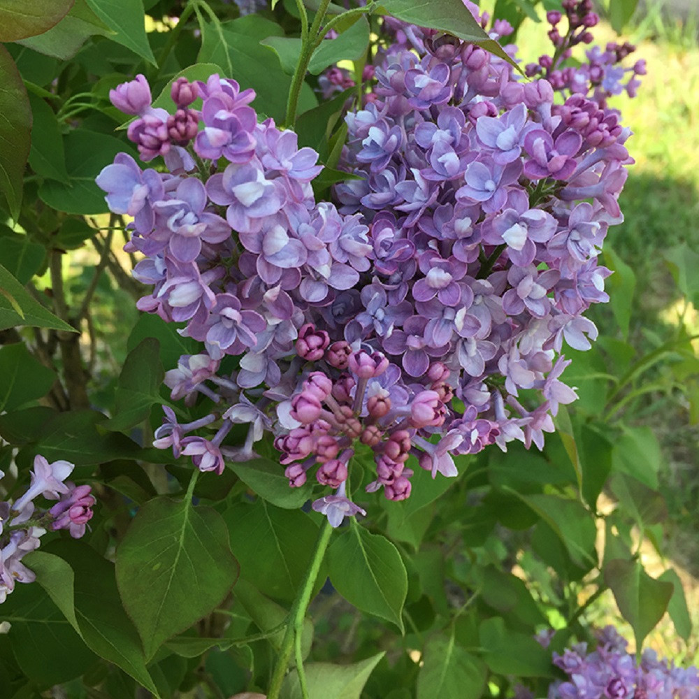 Scentara® Double Blue Lilac - 4" pot - Syringa - Proven Winners - Hirt ...