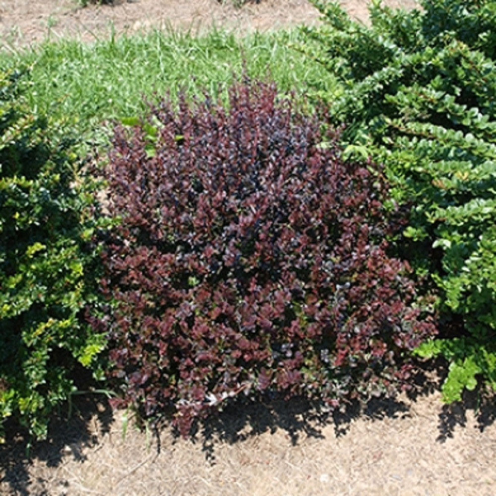 Sunjoy Mini Maroon® Barberry - 4" pot - Berberis - Hirt's Gardens