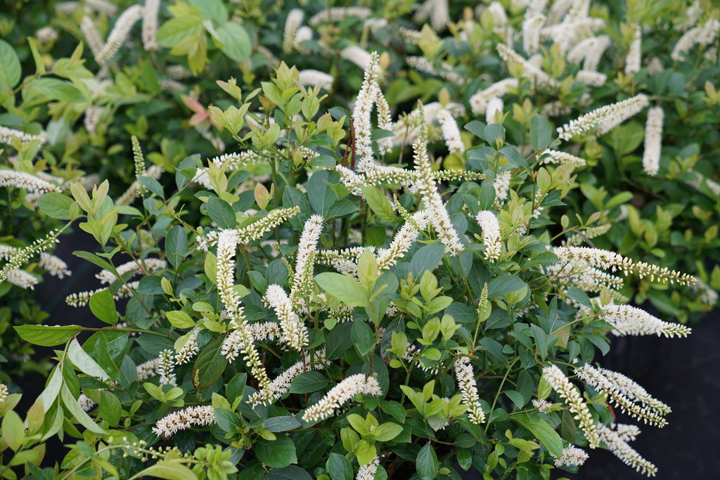 FIZZY MIZZY® Sweetspire - Itea virginica - 4" Pot - Hirt's Gardens