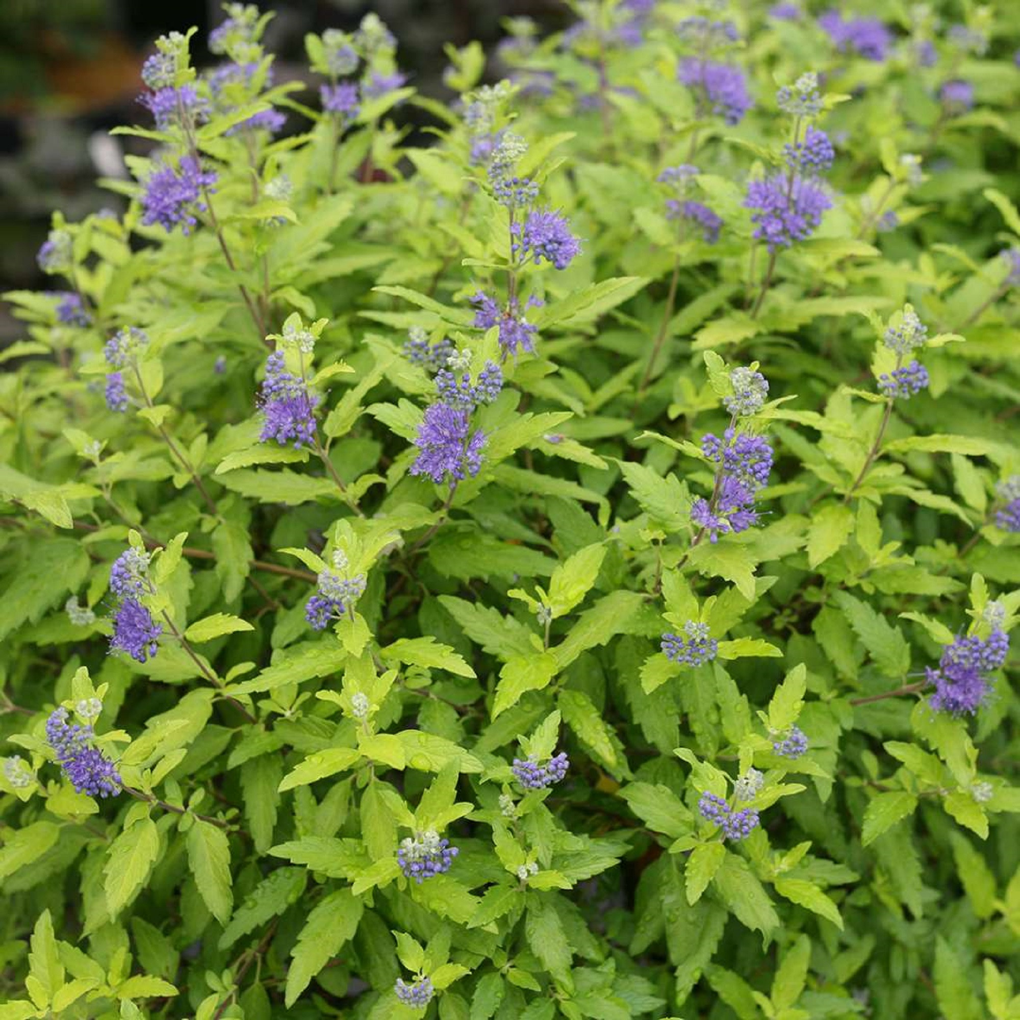 Sunshine Blue® II Bluebeard - Caryopteris incana - Proven Winners - 4 ...