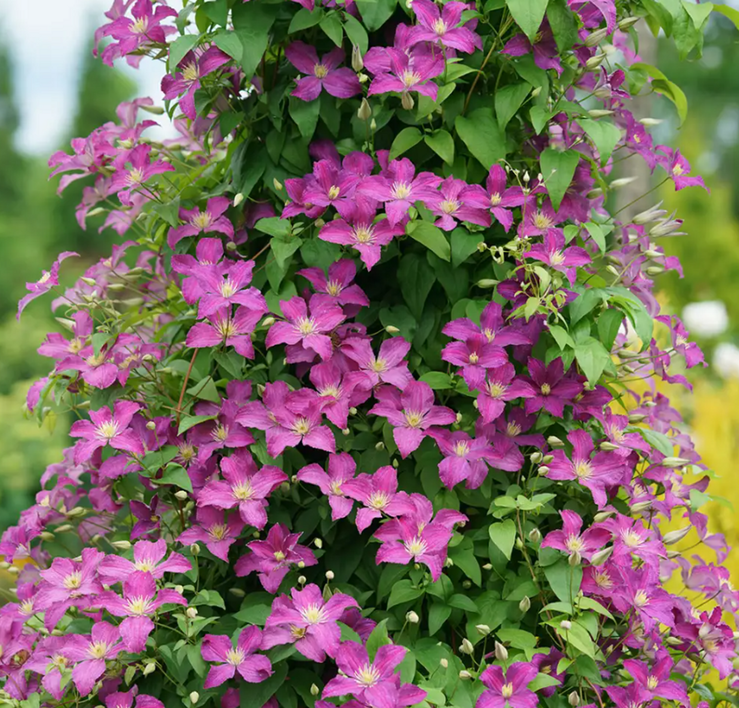 Jolly Good Clematis 4 Pot Proven Winners Hirt s Gardens jolly-good-clematis-4-pot-proven-winners-hirt-s-gardens