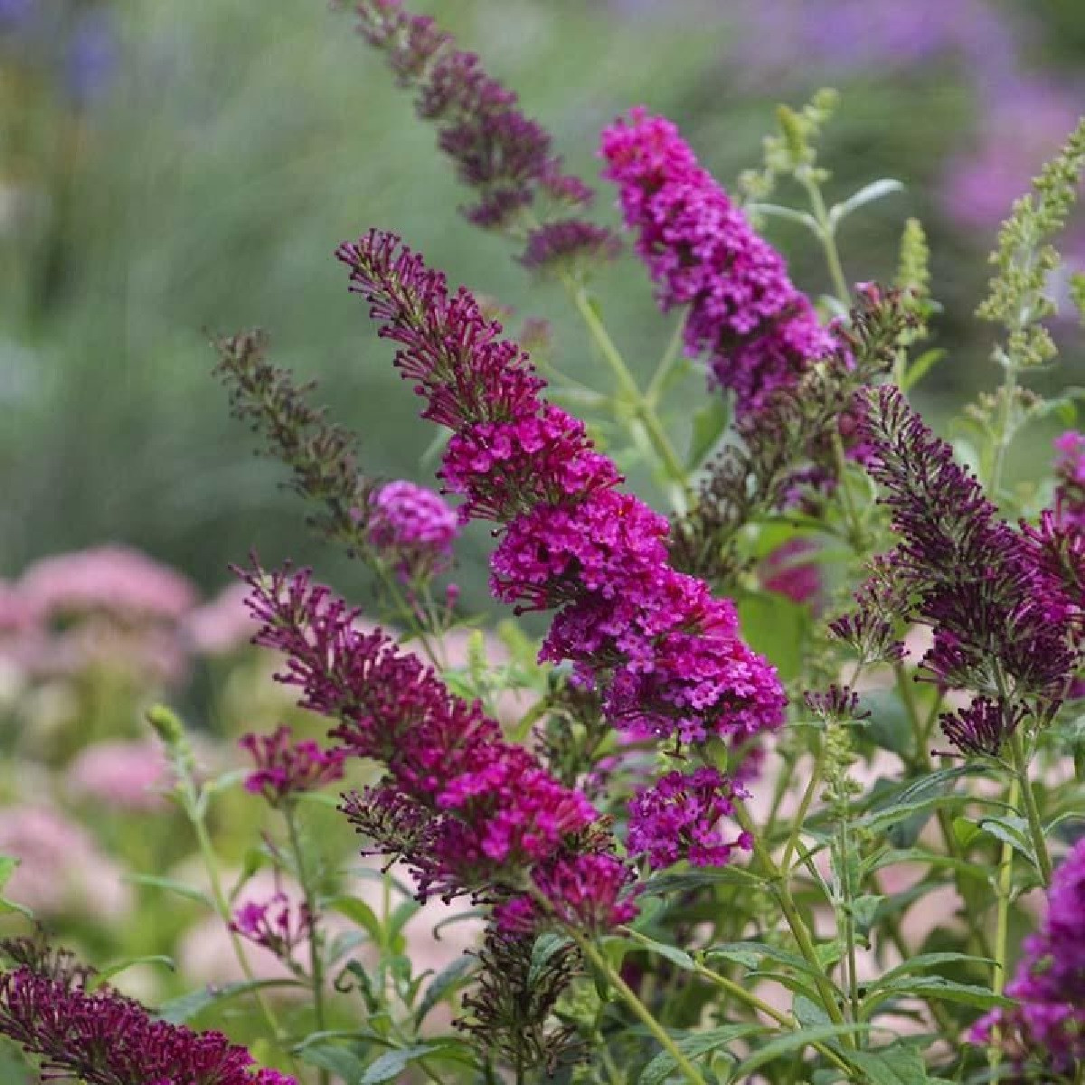 Buddleia x Miss Molly Butterfly Bush - Sangria Red -Proven Winners- 4 ...