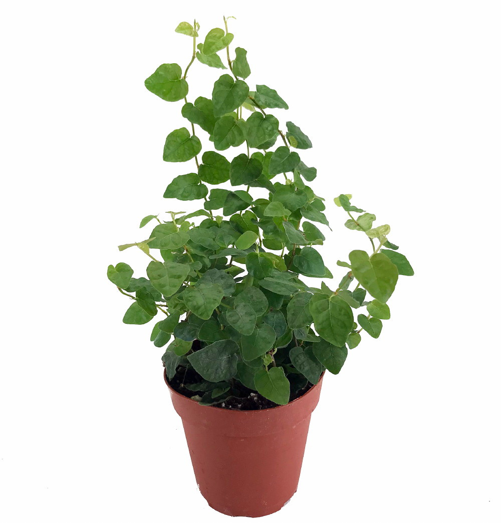 Jupiter Sweet Pepper - 20 Seeds - Thick Walls - Hirt's Gardens