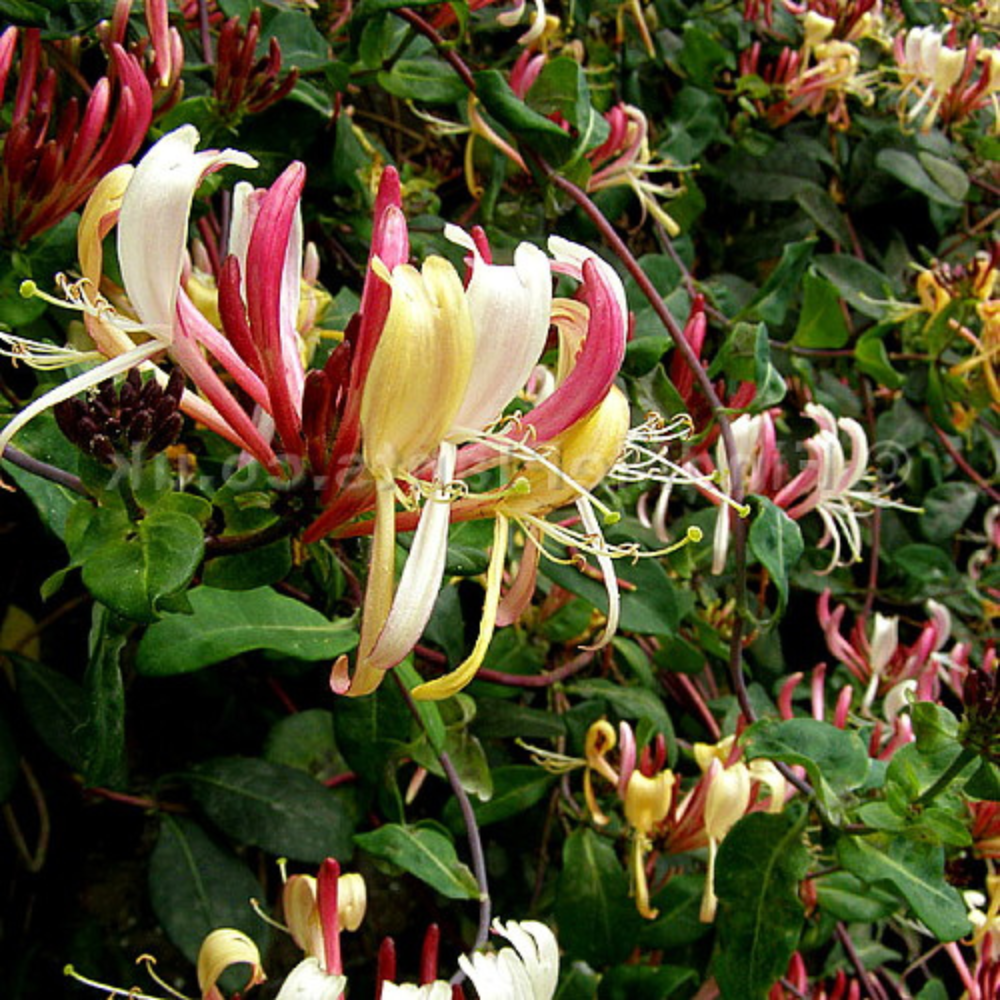 Mandarin Honeysuckle Vine - Perennial - Lonicera - 2.5" Pot - Hirt's ...