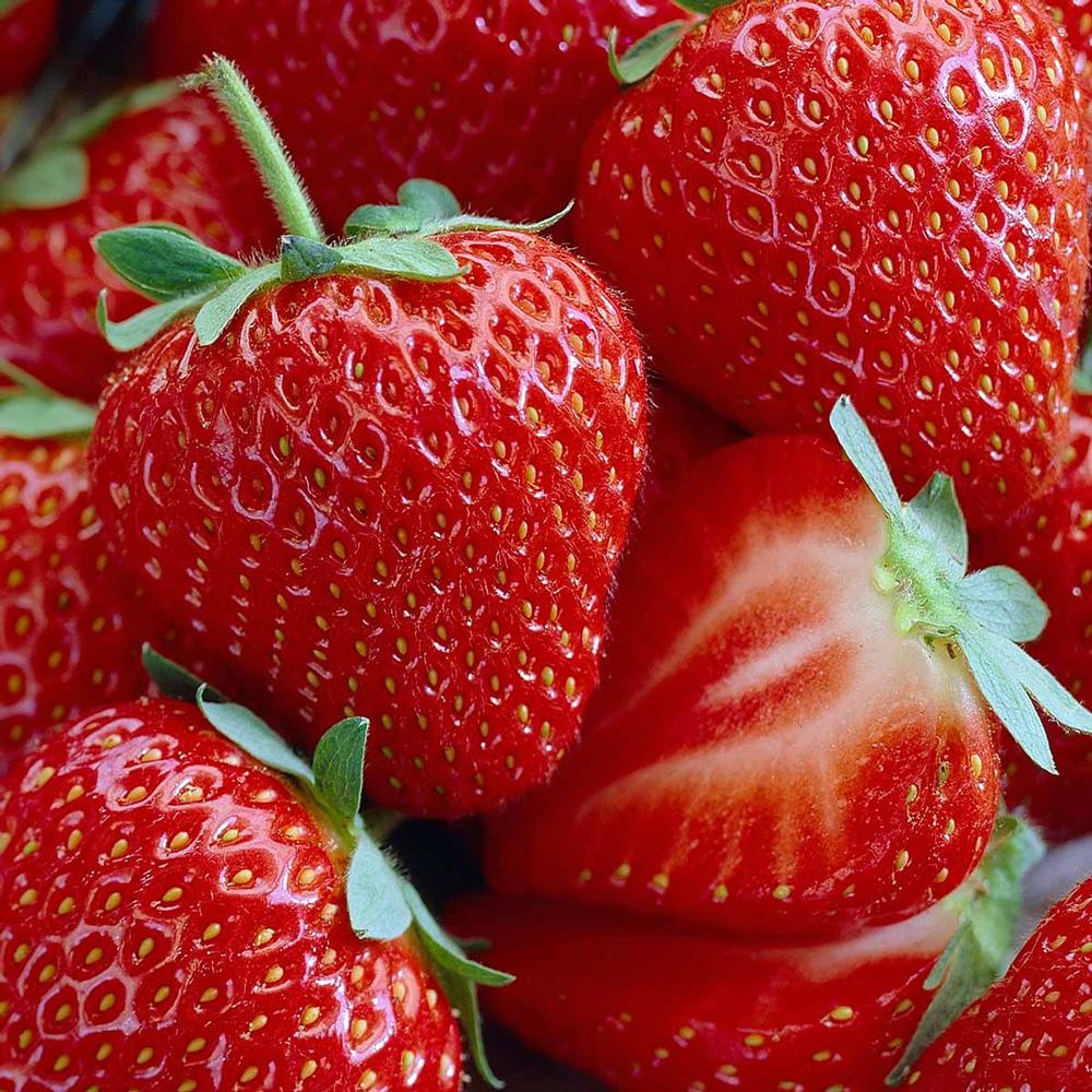 White Carolina Pineberry Plants - 25 Roots -Bareroot-Pineapple ...