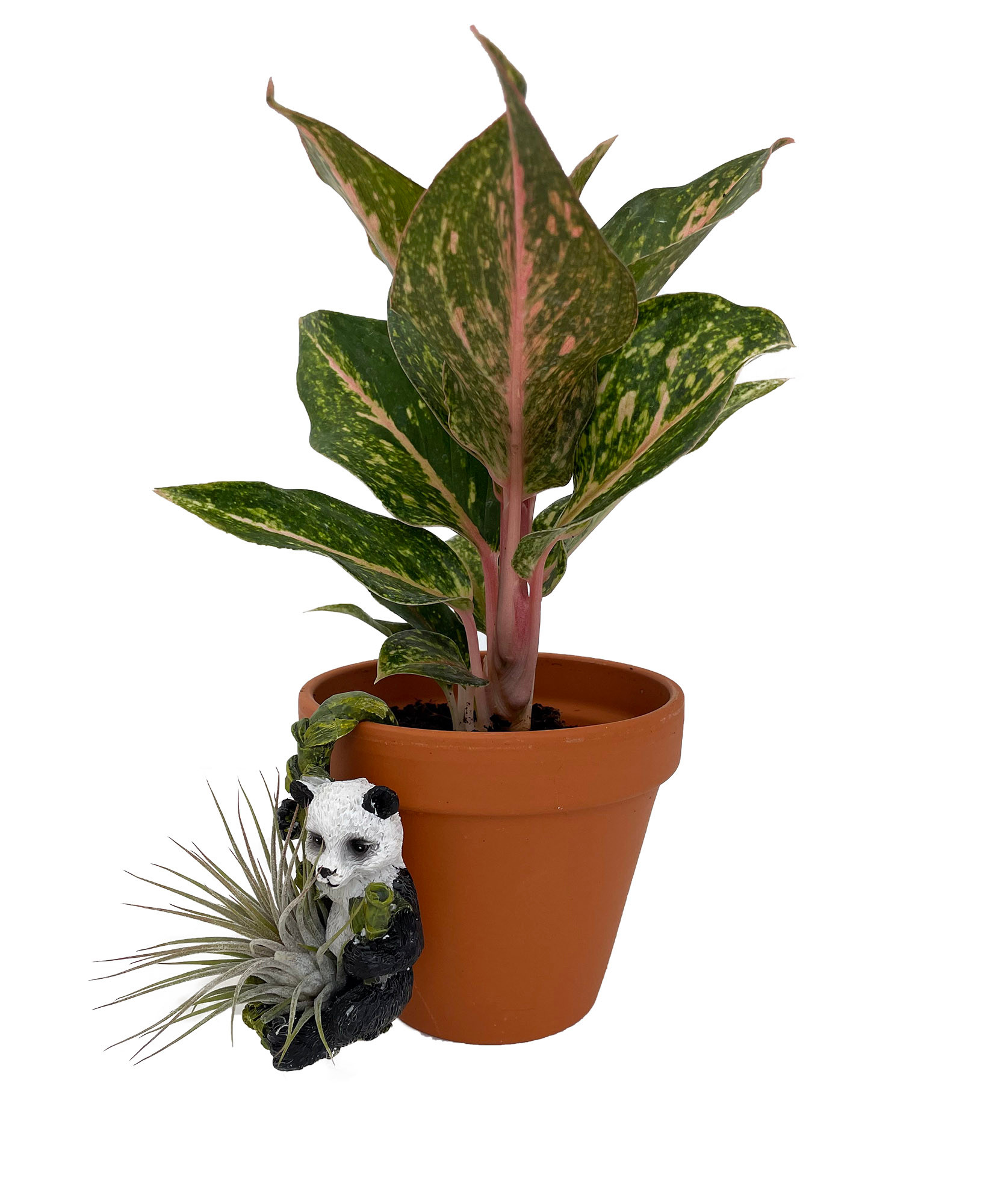 Pot Pals Panda Ceramic Hanging Ornament with Live Tillandsia Air Plant ...