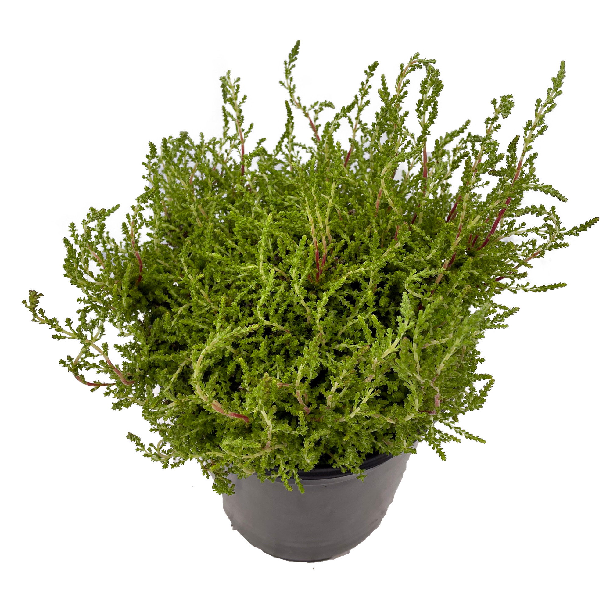 Shop Trees for Sale | Buy Shrubs Online | Hirt's Gardens