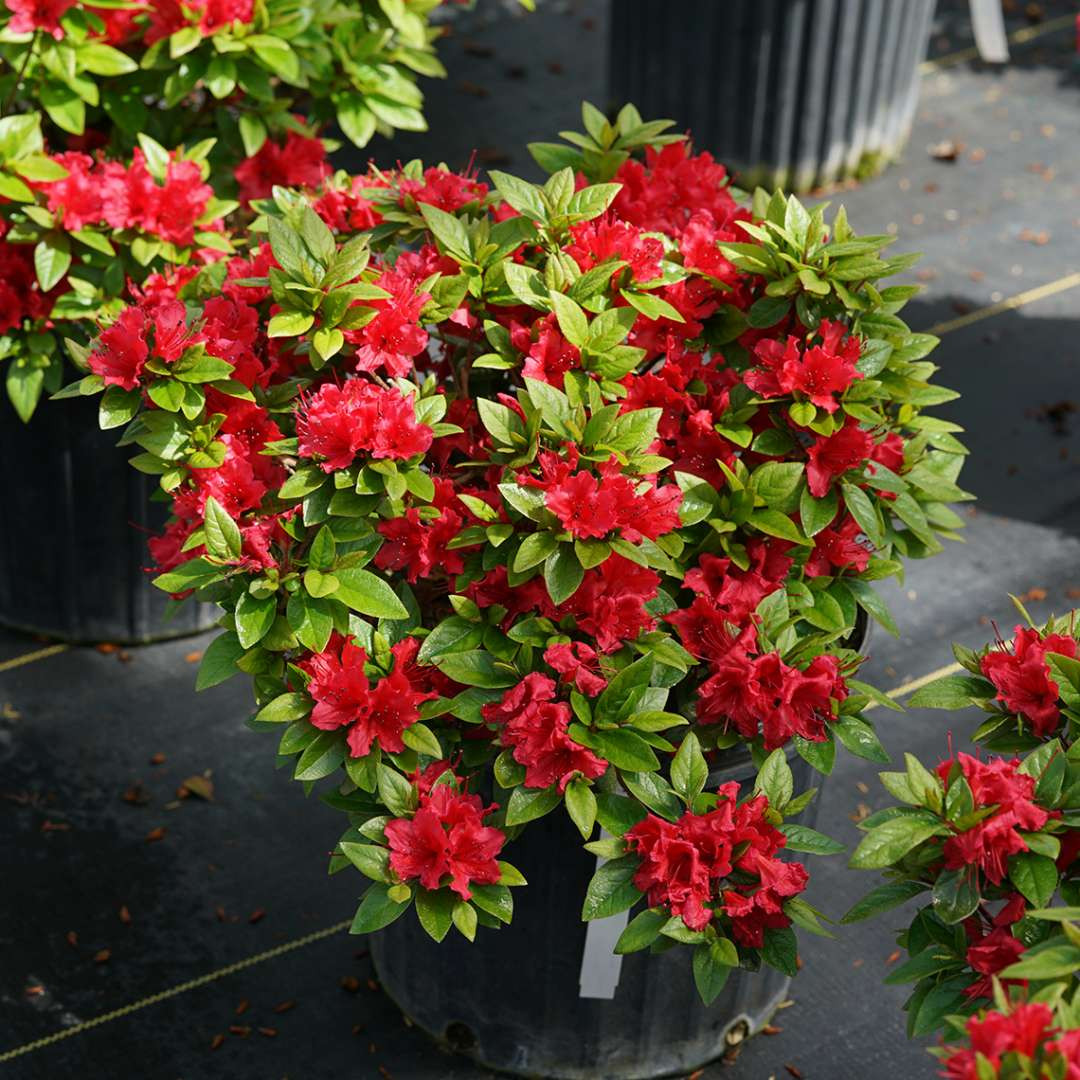 Perfecto Mundo® Orange Azalea - reblooming - Proven Winners - 4" Pot ...