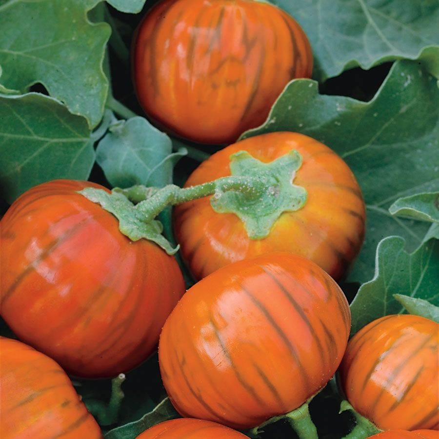 Mini Red Turban Gourd 15 Seeds - New - Rare - Hirt's Gardens