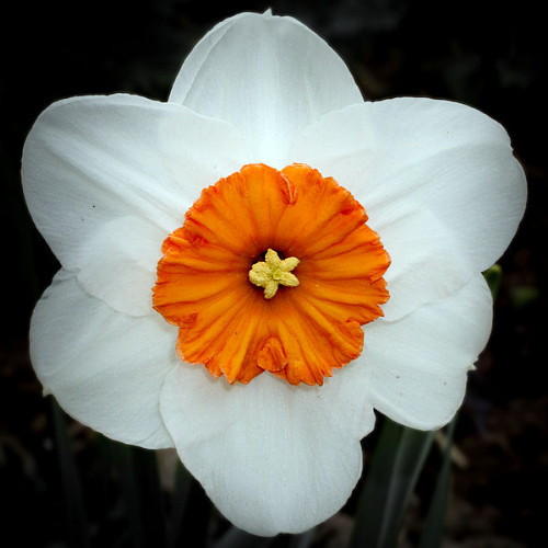 Geranium Maverick Star 8 Seeds - Annual - Hirt's Gardens