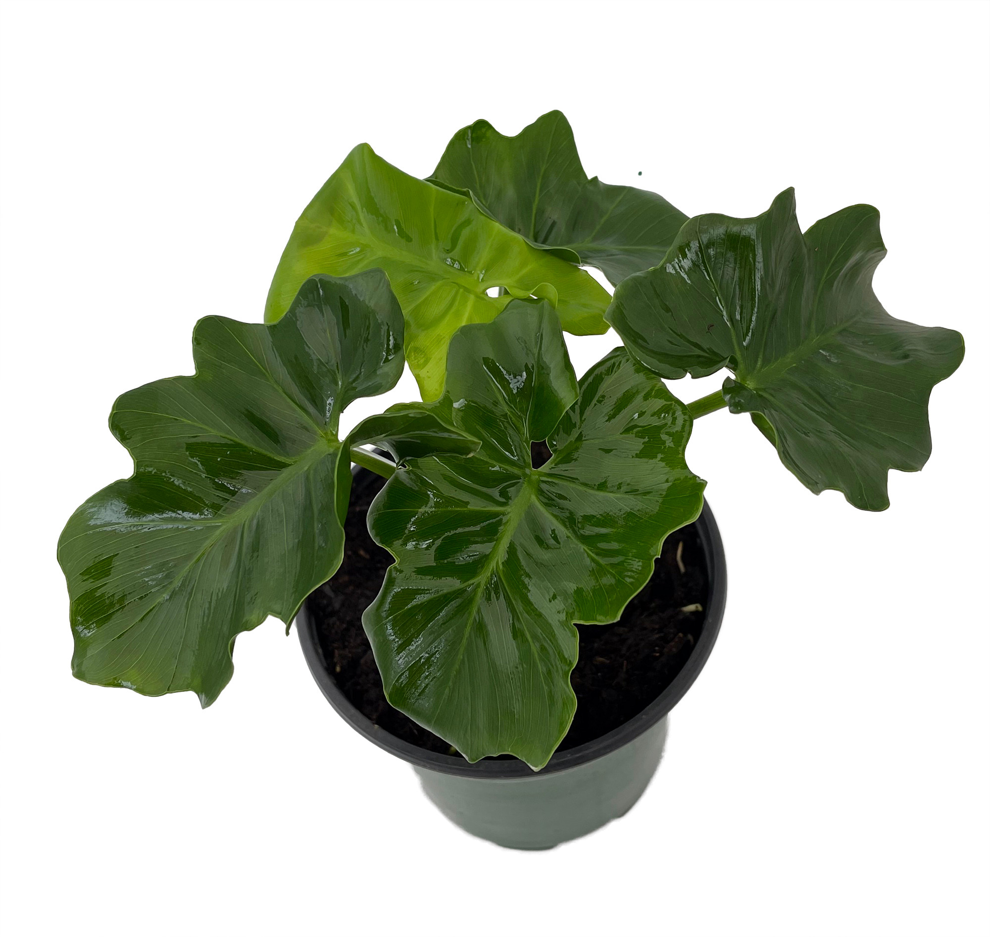 Jupiter Sweet Pepper - 20 Seeds - Thick Walls - Hirt's Gardens