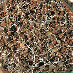 Plant Seeds for Sale | Flower & Fruit Seeds | Hirt's Gardens