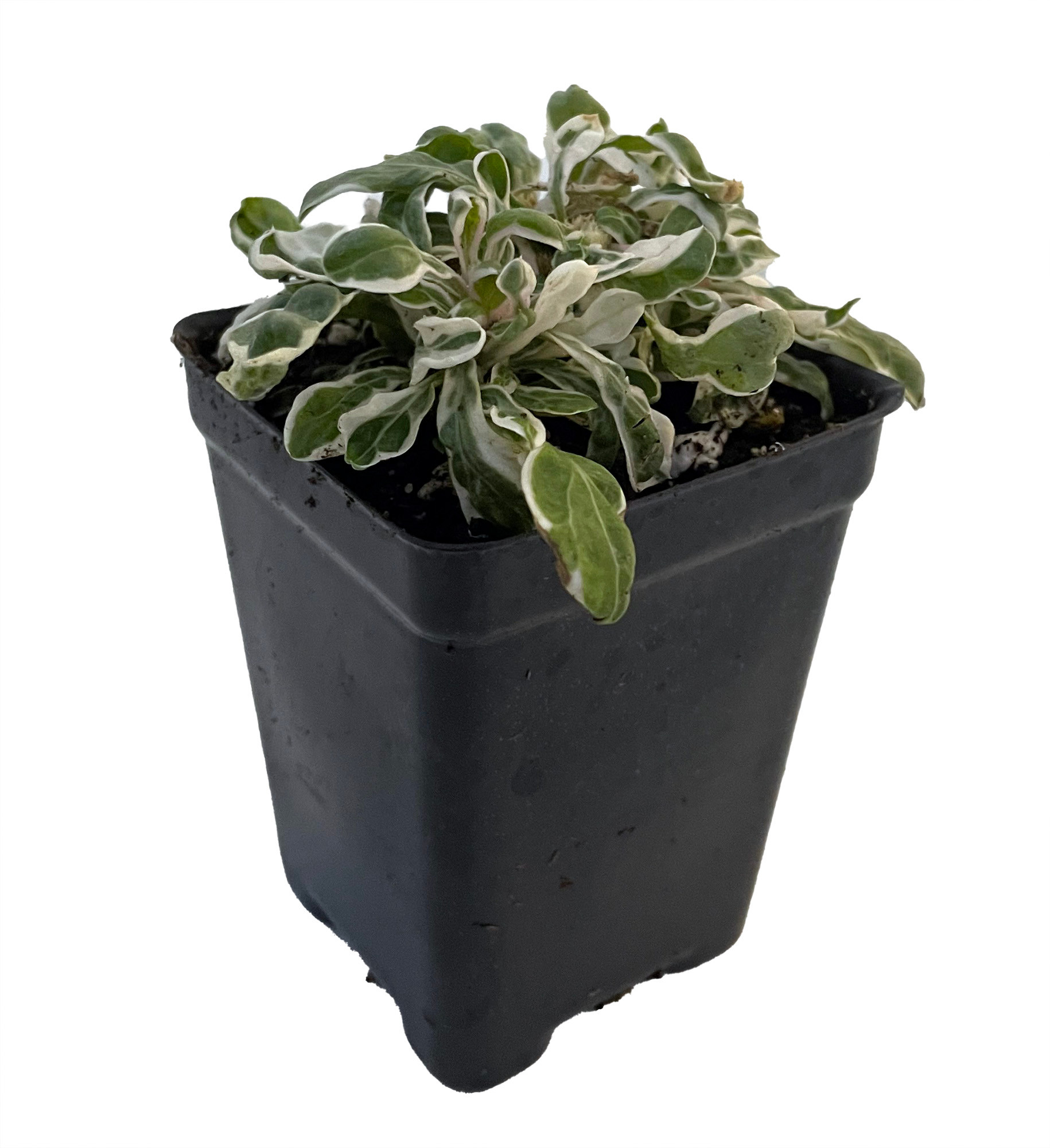Calico Snow Queen Plant - Alternanthera ficoidea - 2.5" Pot - Hirt's ...