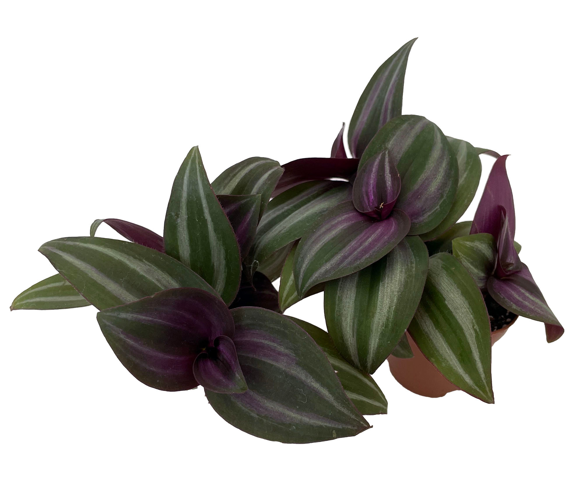 Mango Allusion Arrowhead Plant - Syngonium/Nepthytis - 4" Pot - Hirt's ...