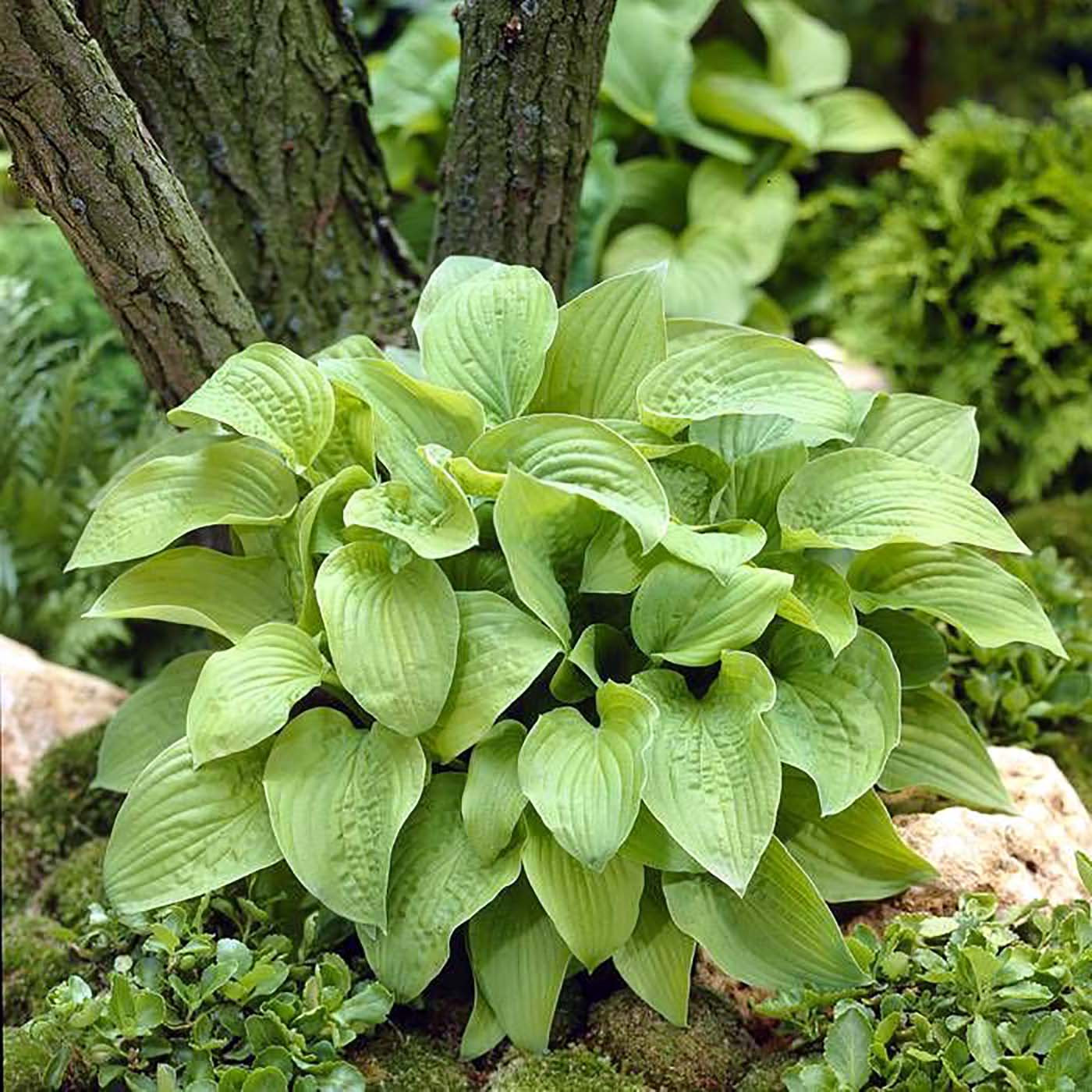 City Lights Hosta - Quart Pot - Hirt's Gardens