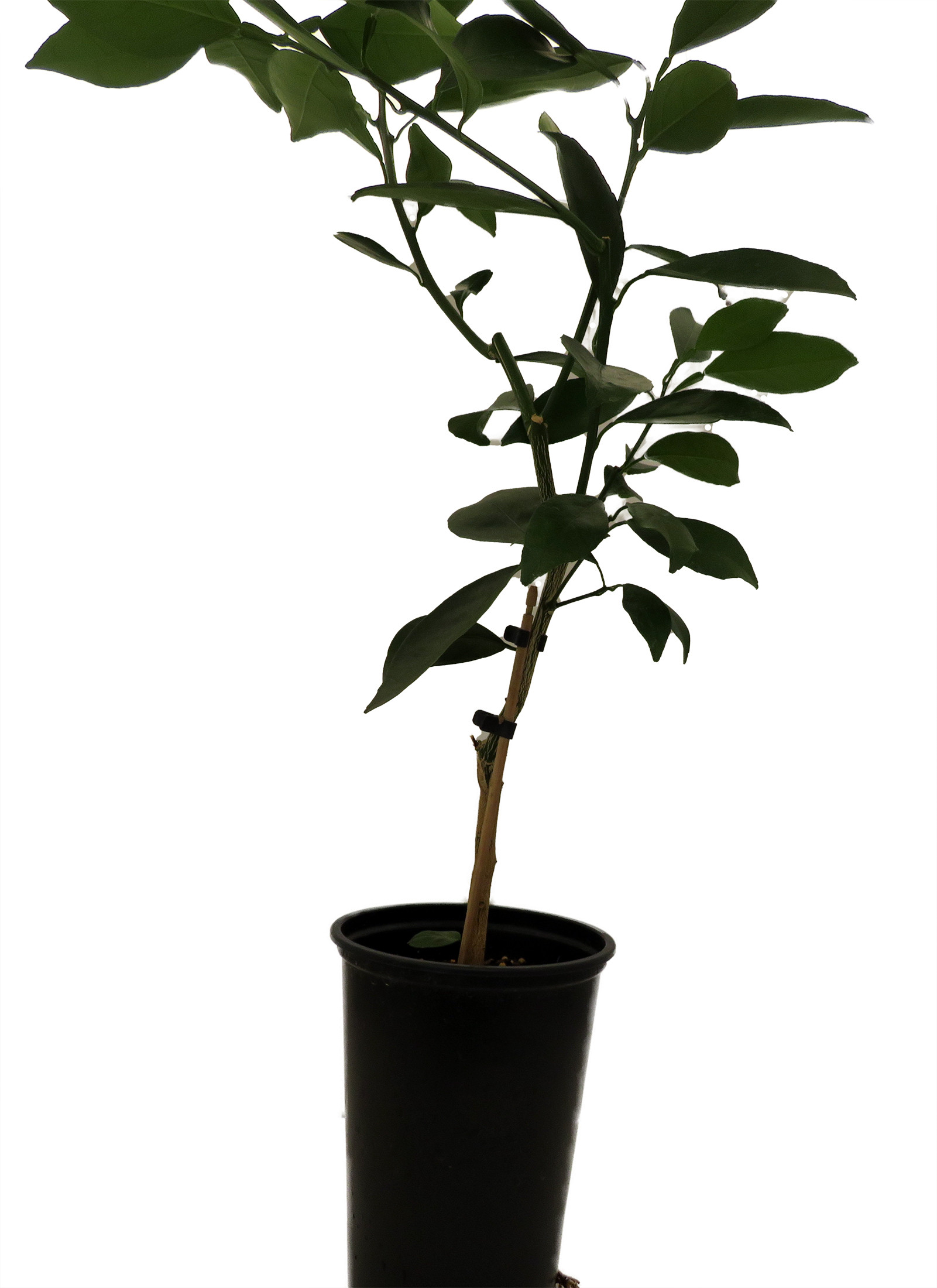 Shop Trees for Sale | Buy Shrubs Online | Hirt's Gardens
