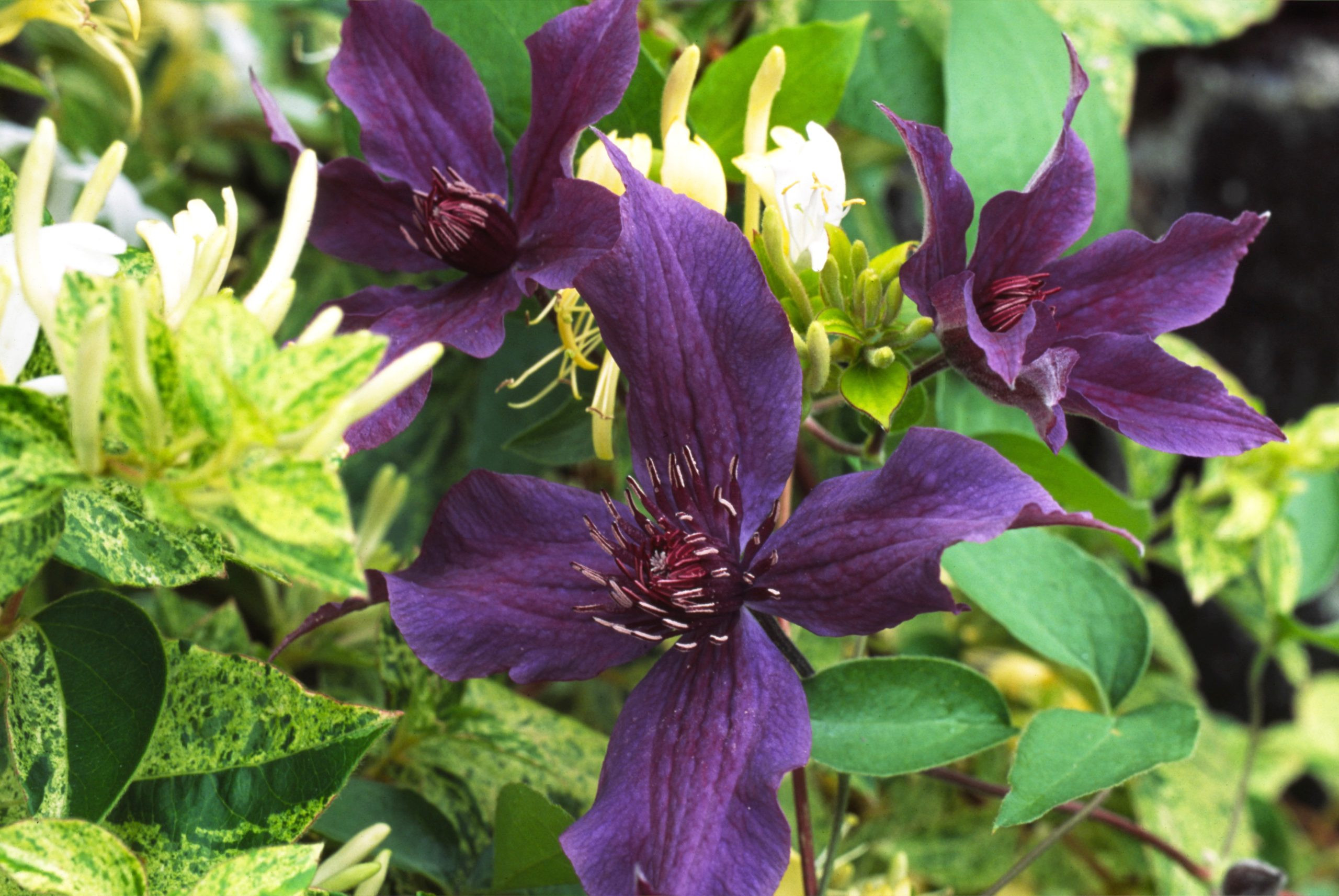Shop Perennial Plants for Sale | Hirt's Gardens