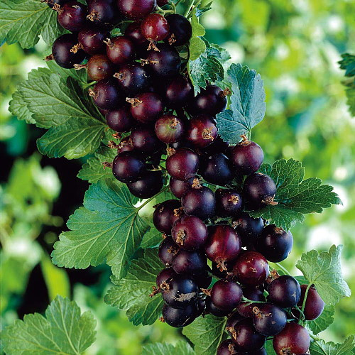 Fruit & Berry Plants for Sale | Orange Trees & Blueberry Plants | Hirt ...