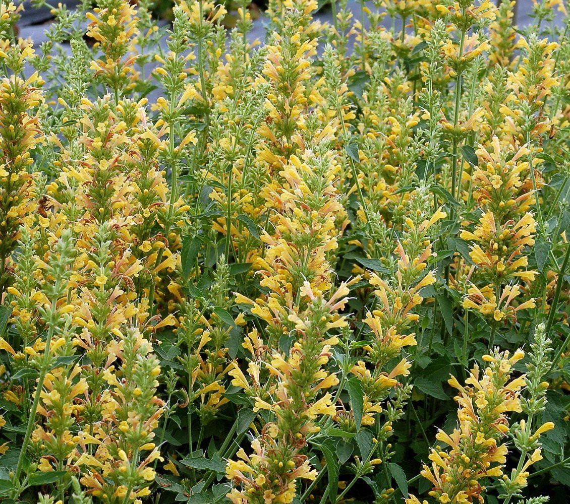 Shop Perennial Plants for Sale | Hirt's Gardens