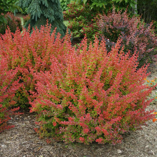 Sunjoy Mini Maroon® Barberry - 4" pot - Berberis - Hirt's Gardens