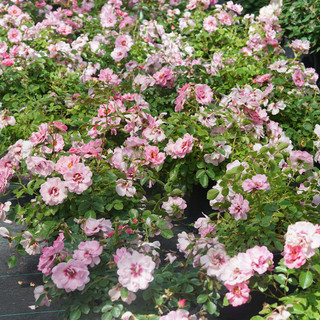 Miniature Angel Wings Rose 10 Seeds - Perennial - Hirt's Gardens