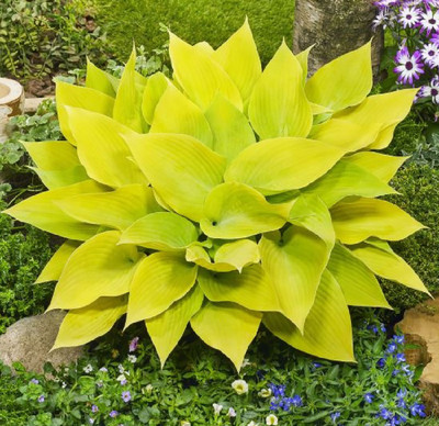Shop Perennial Plants for Sale | Hirt's Gardens