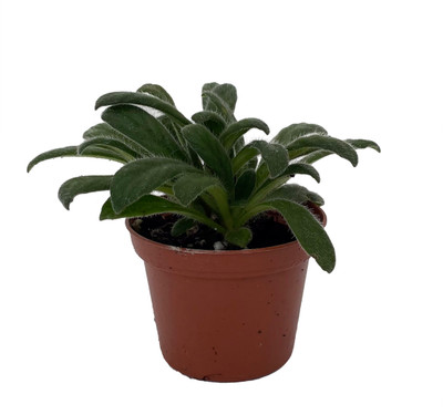 Shop for Plants Online | Perennials, Fruits, Berries | Hirt's Gardens ...