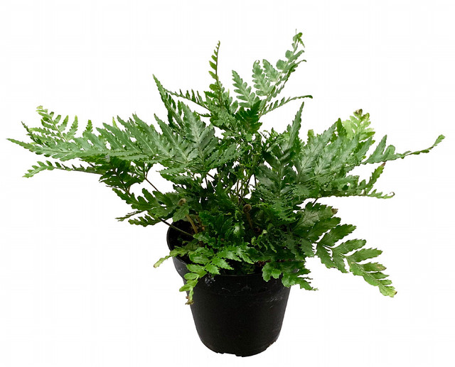 Mini Ferns for Terrariums/Fairy Garden - 8 Different Plants - 2" Pots ...