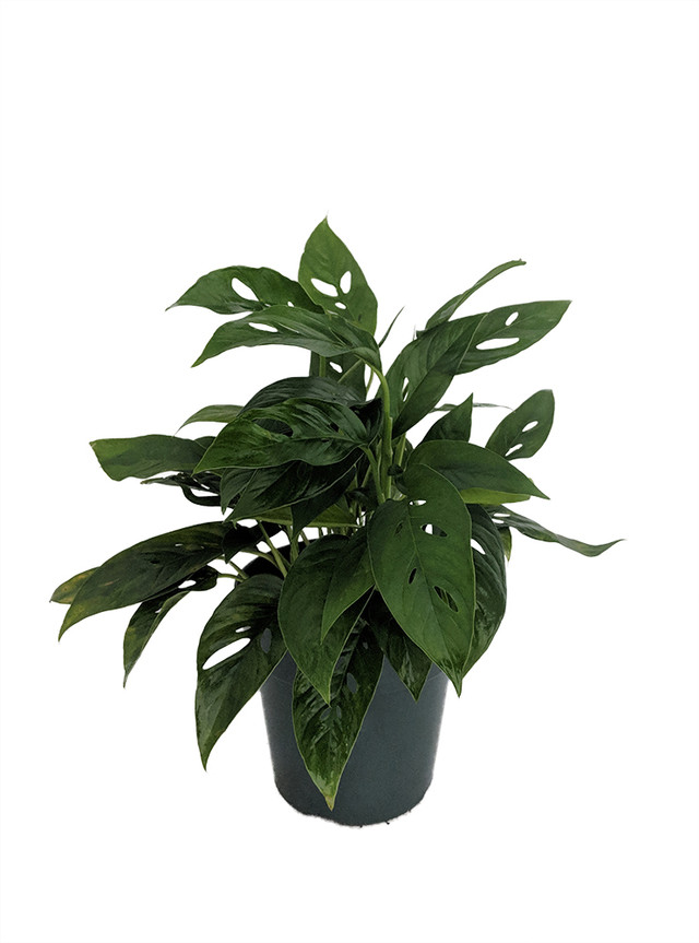 Jupiter Sweet Pepper - 20 Seeds - Thick Walls - Hirt's Gardens