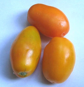 Golden Roma Tomato 15 Seed - Great for Sauce or Eating! - Hirt's Gardens