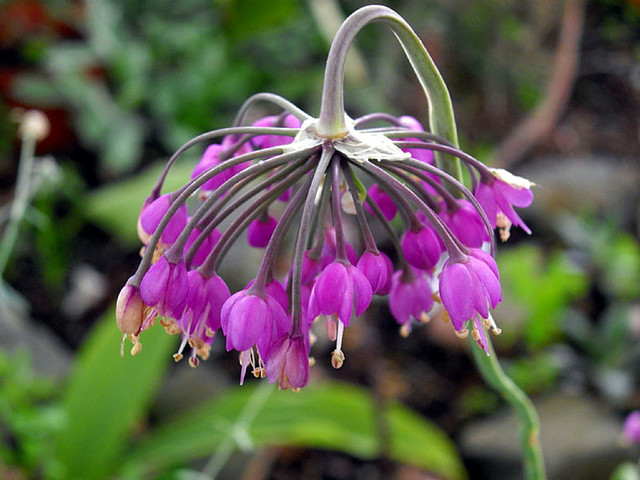 Flowering Nodding Onion 50 Seed - Allium cernum - Perennial - Hirt's ...