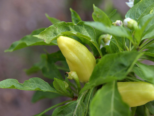 Hungarian Yellow Wax Pepper - 25 Seeds - Hot Seeds! - Hirt's Gardens
