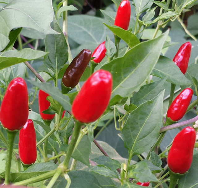 Goat Horn Hot Pepper - 20 Seeds - Hirt's Gardens